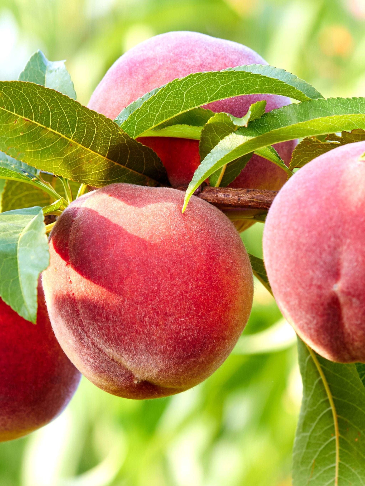 Buy Peach Trees — Raintree Nursery