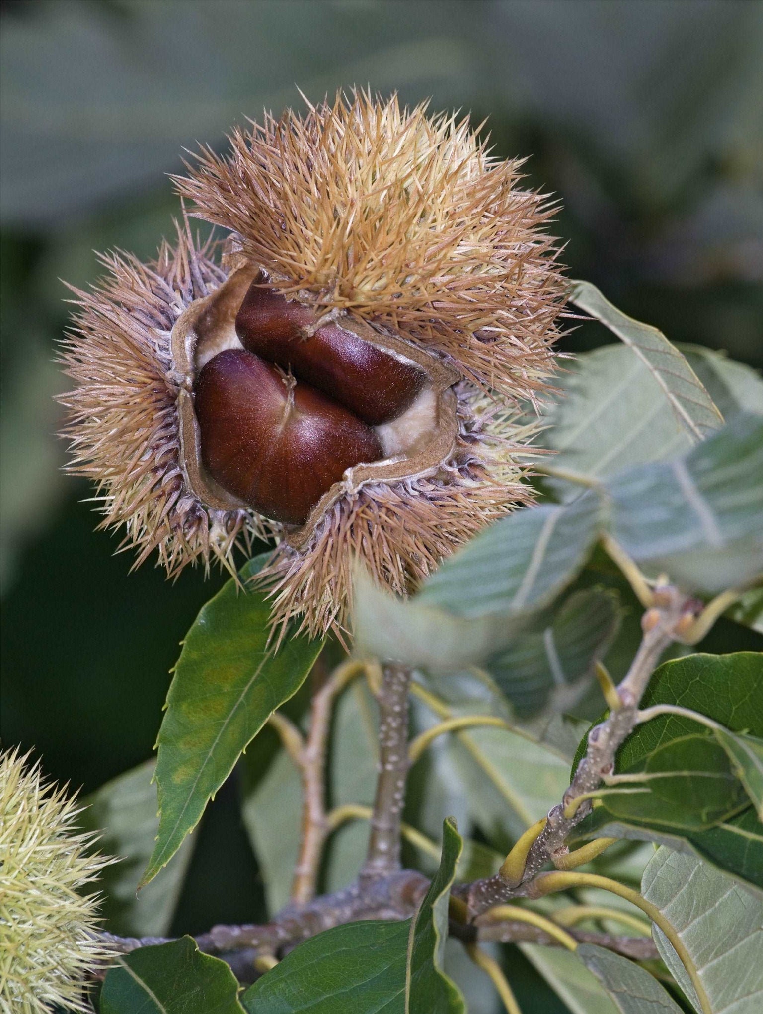 Nut Trees for Sale - Buy Nut Trees