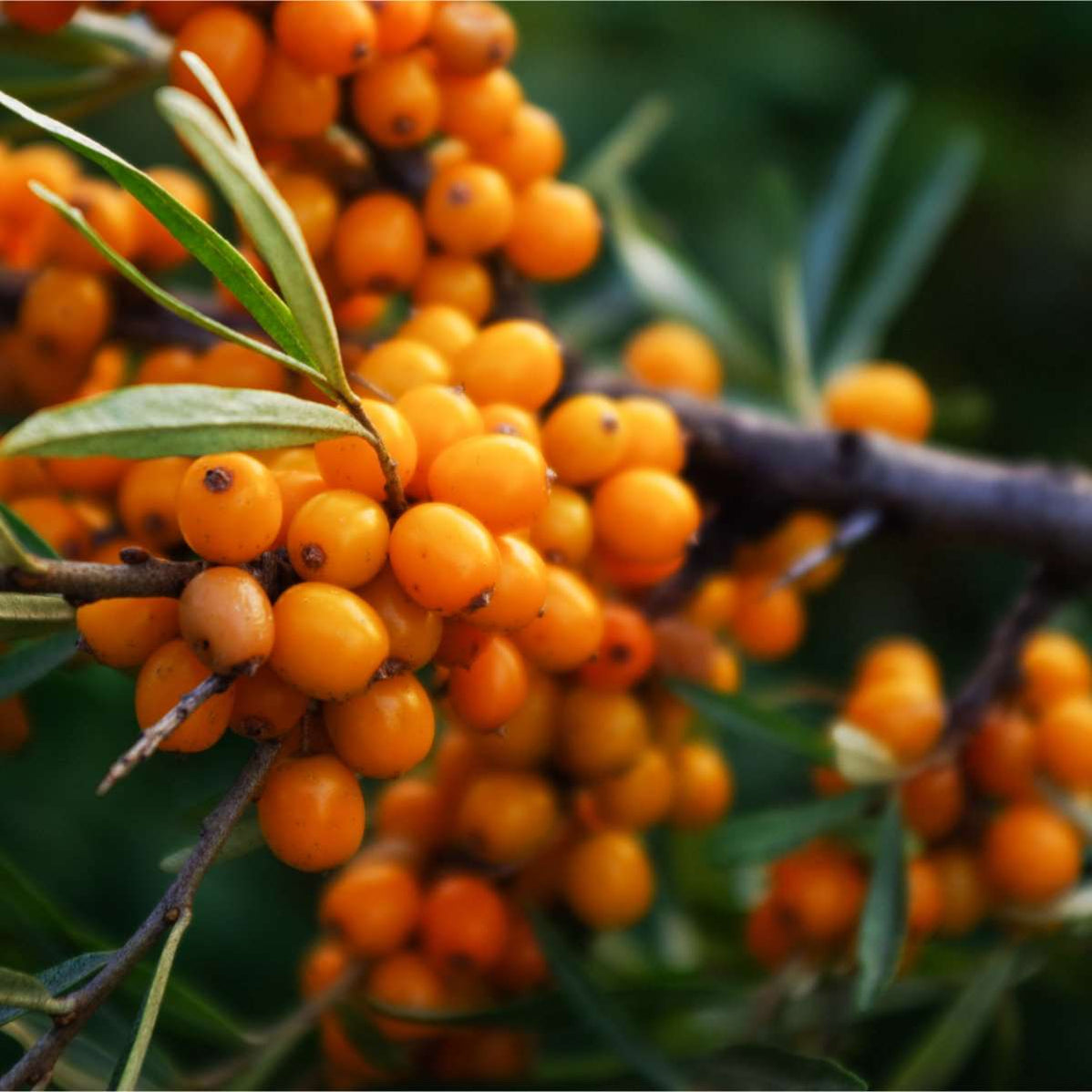 Seaberry plants for sale online — Raintree Nursery