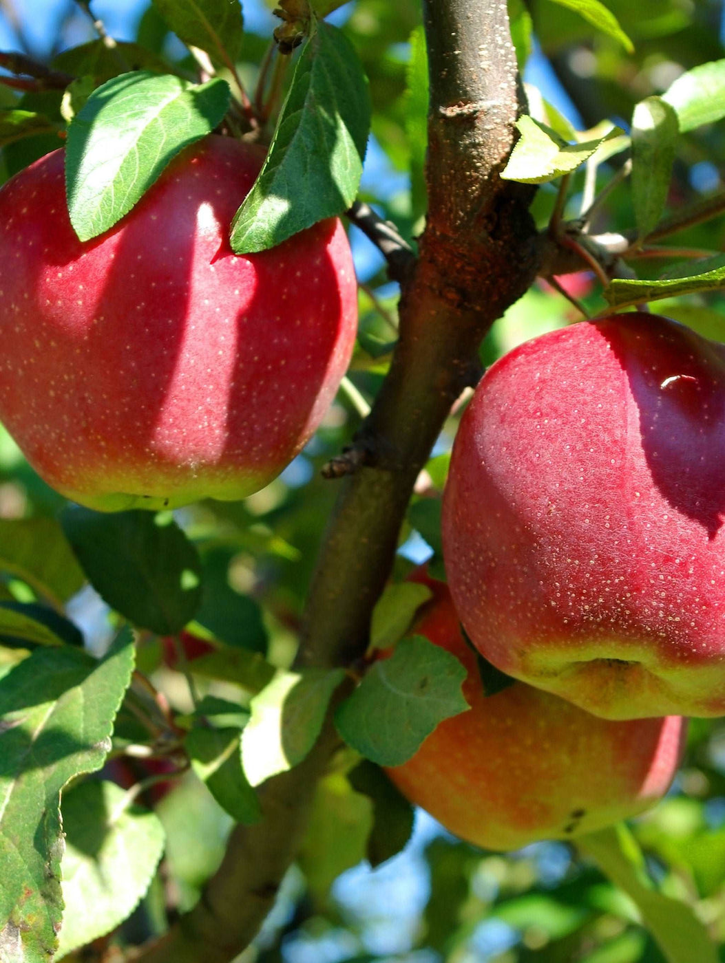 Enterprise Apple — Raintree Nursery