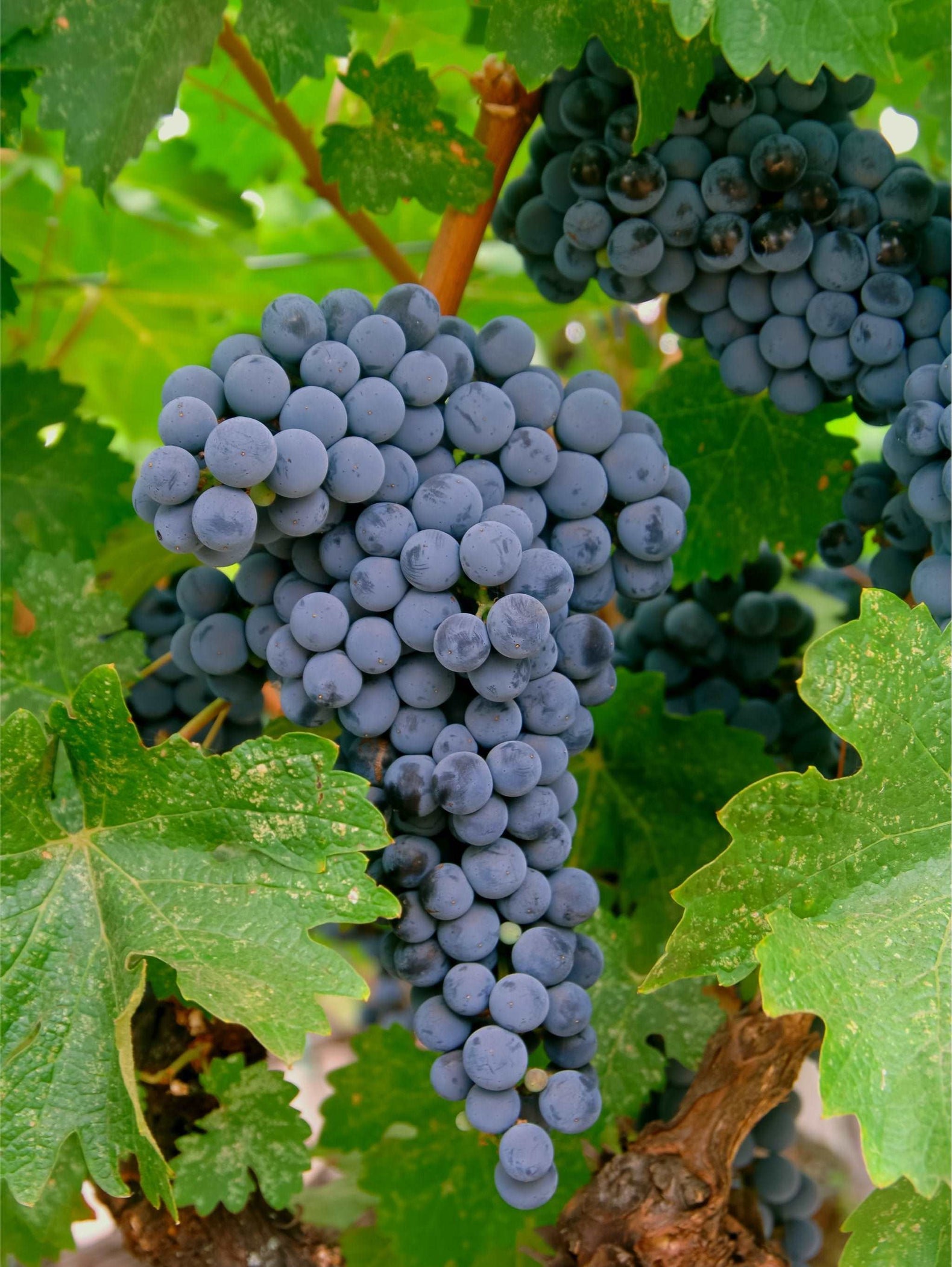 Merlot Grape — Raintree Nursery