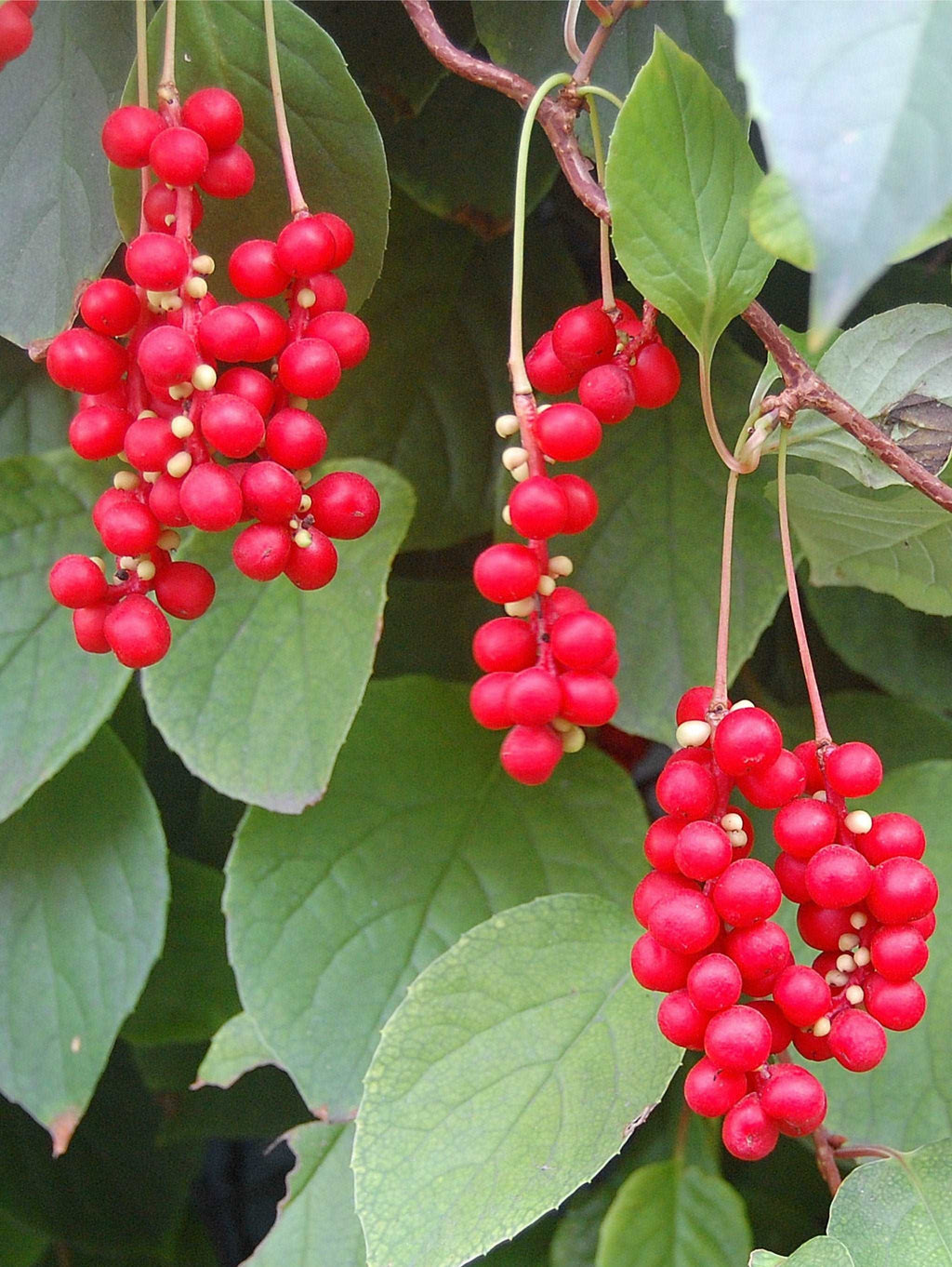 Unusual Vines — Raintree Nursery