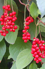 Eastern Prince ™ Magnolia Vine