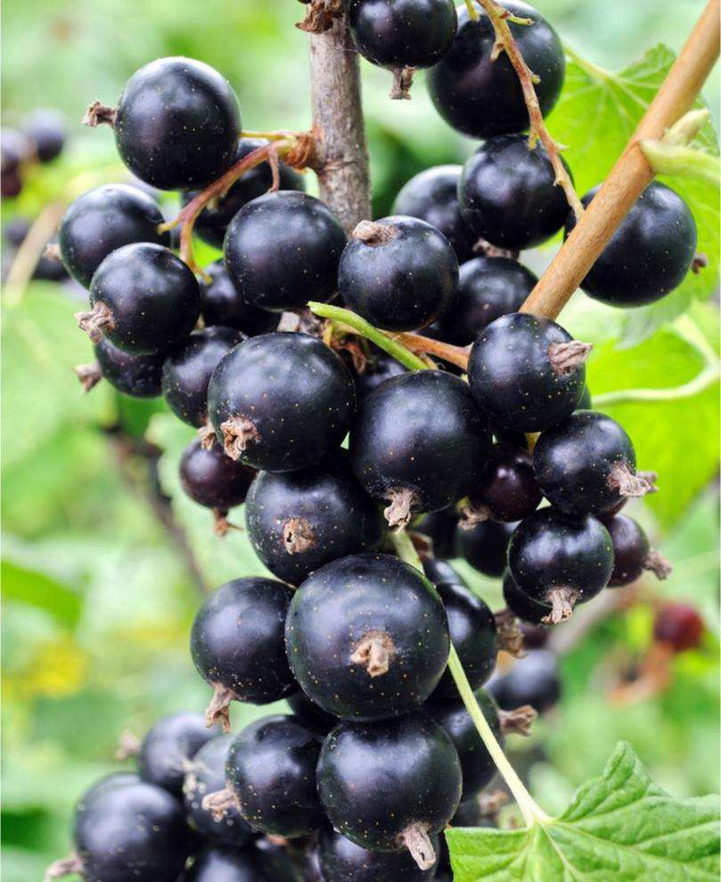 Currant Plants For Sale from Raintree Nursery