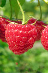 Boyne Raspberry — Raintree Nursery