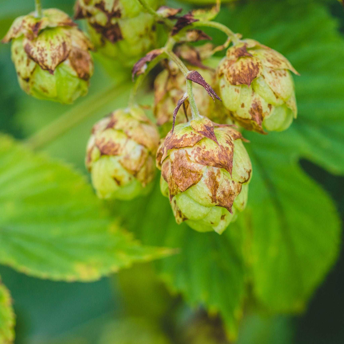 Nugget Hops - Raintree Nursery
