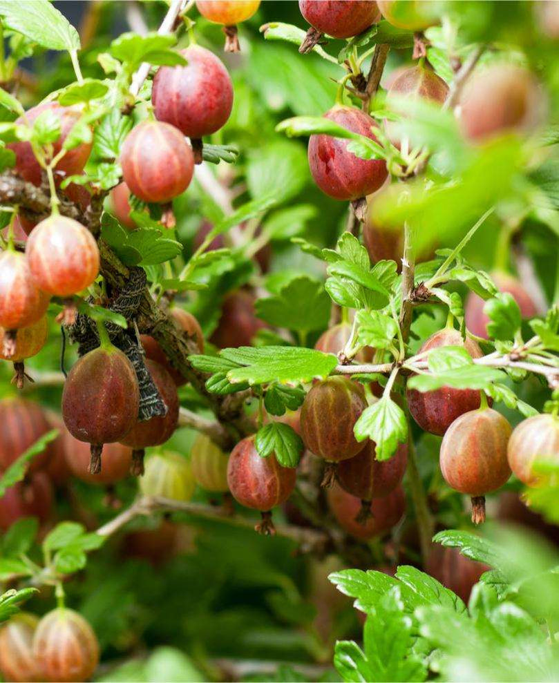 Gooseberry Plants for Sale | Buy Gooseberry Plants — Raintree Nursery