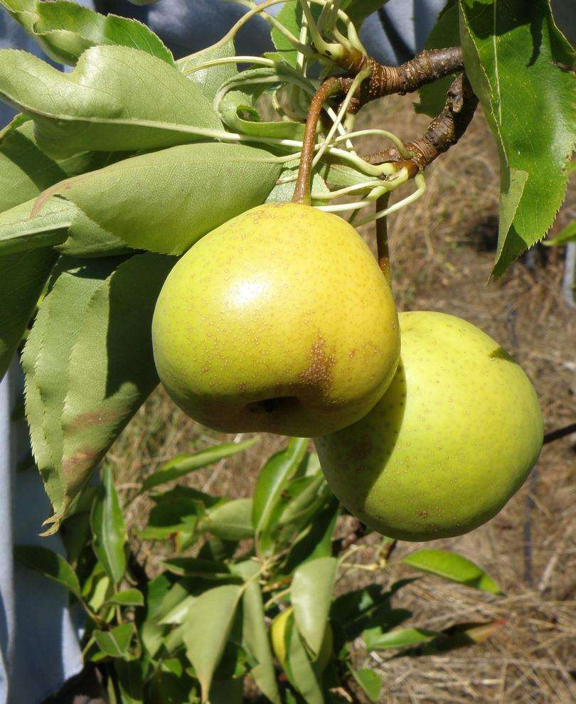 Orient Pear Pollination