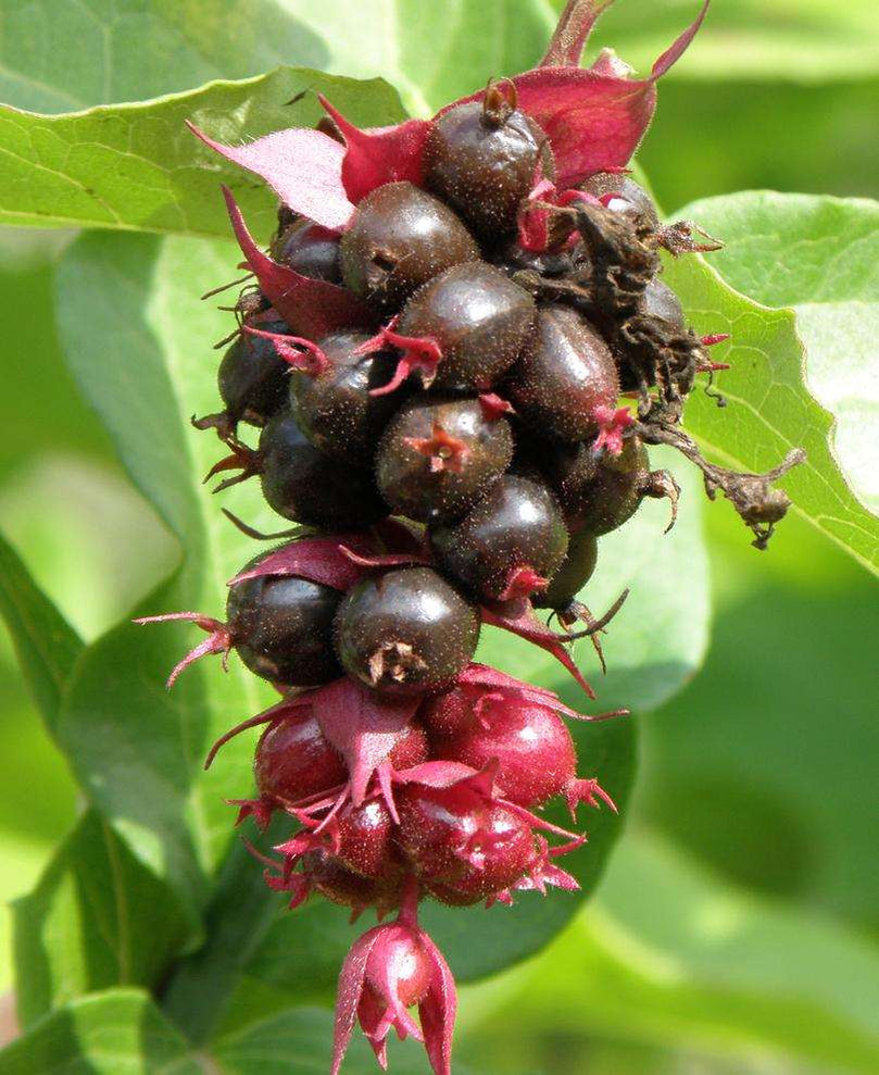 Unusual Vines — Raintree Nursery