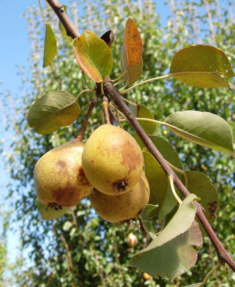 Theilersbirne European Perry Pear — Raintree Nursery