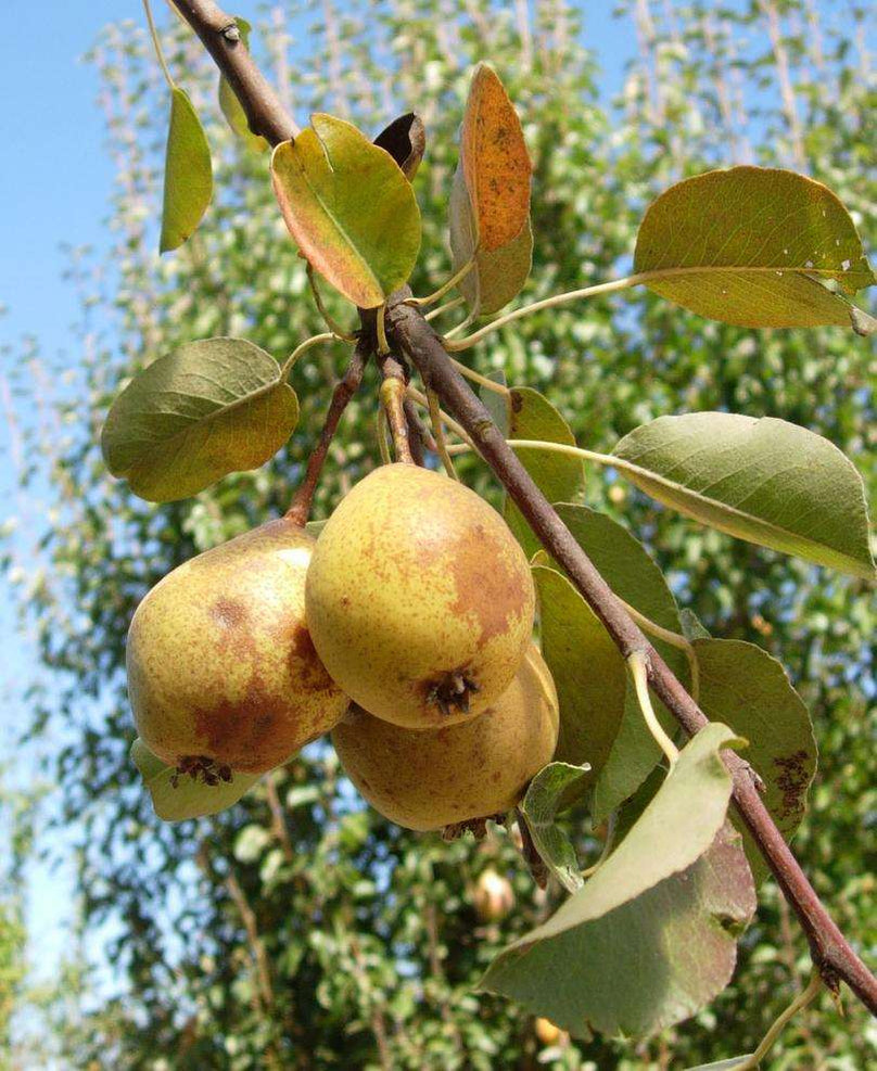 Theilersbirne European Perry Pear — Raintree Nursery