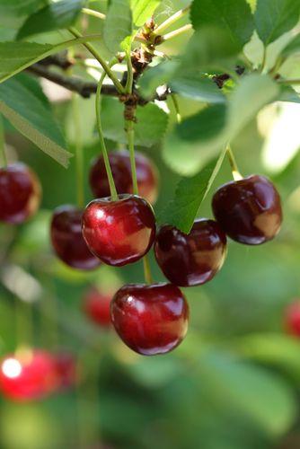 Hudson Cherry — Raintree Nursery