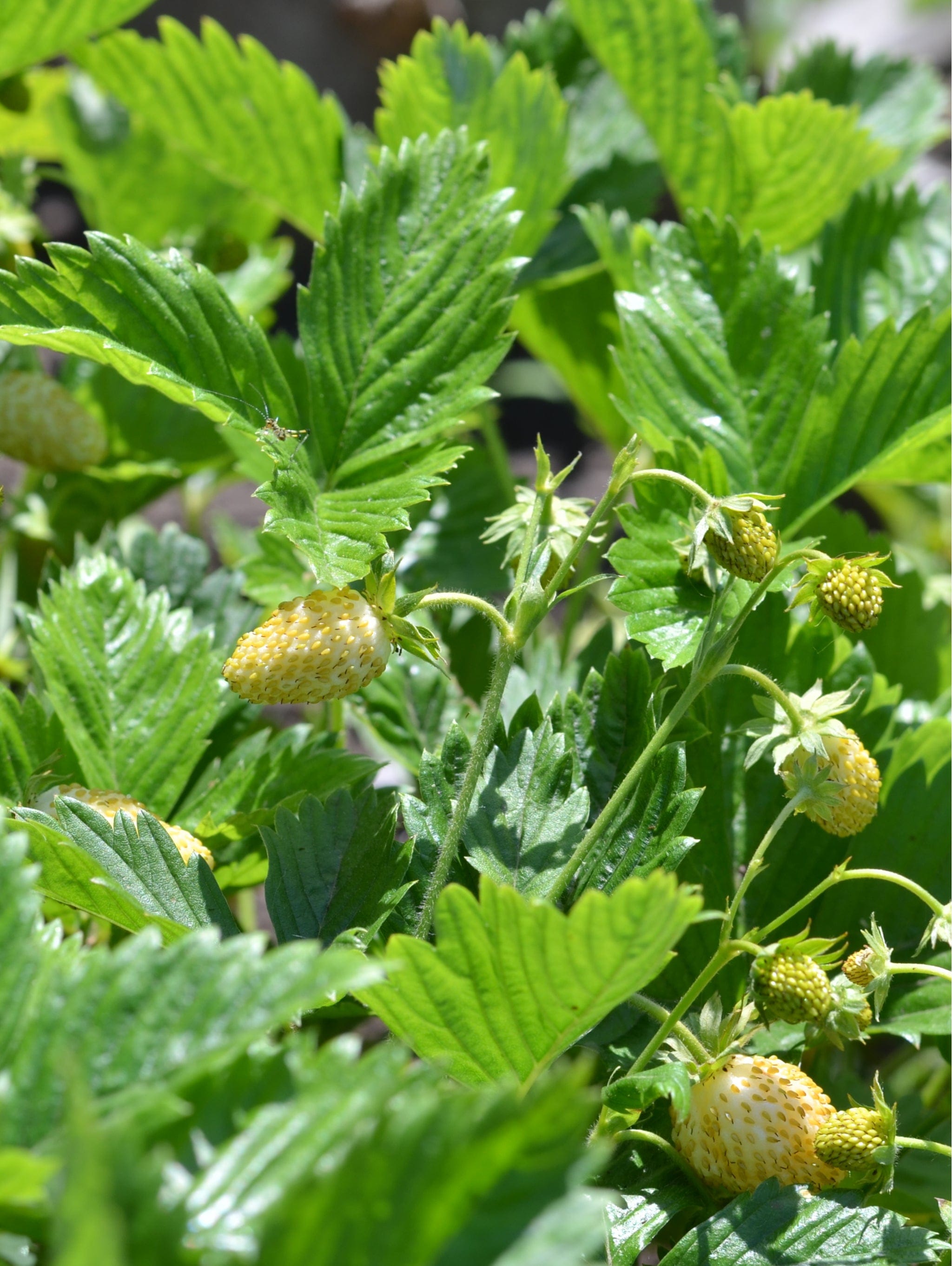 Alpine Strawberry Plants For Sale | Order Online