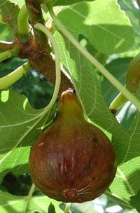 Olympian Fig — Raintree Nursery