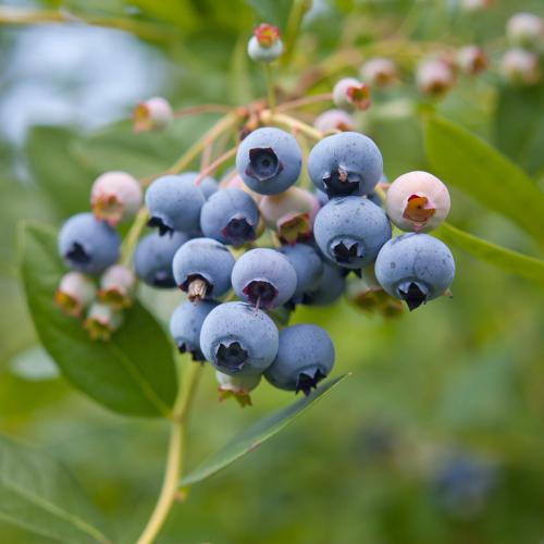 MINI Blues™ Blueberry — Raintree Nursery