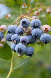 MINI Blues™ Blueberry — Raintree Nursery
