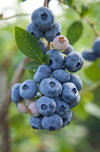 Reka Blueberry — Raintree Nursery