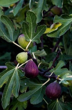 Sultane Fig — Raintree Nursery