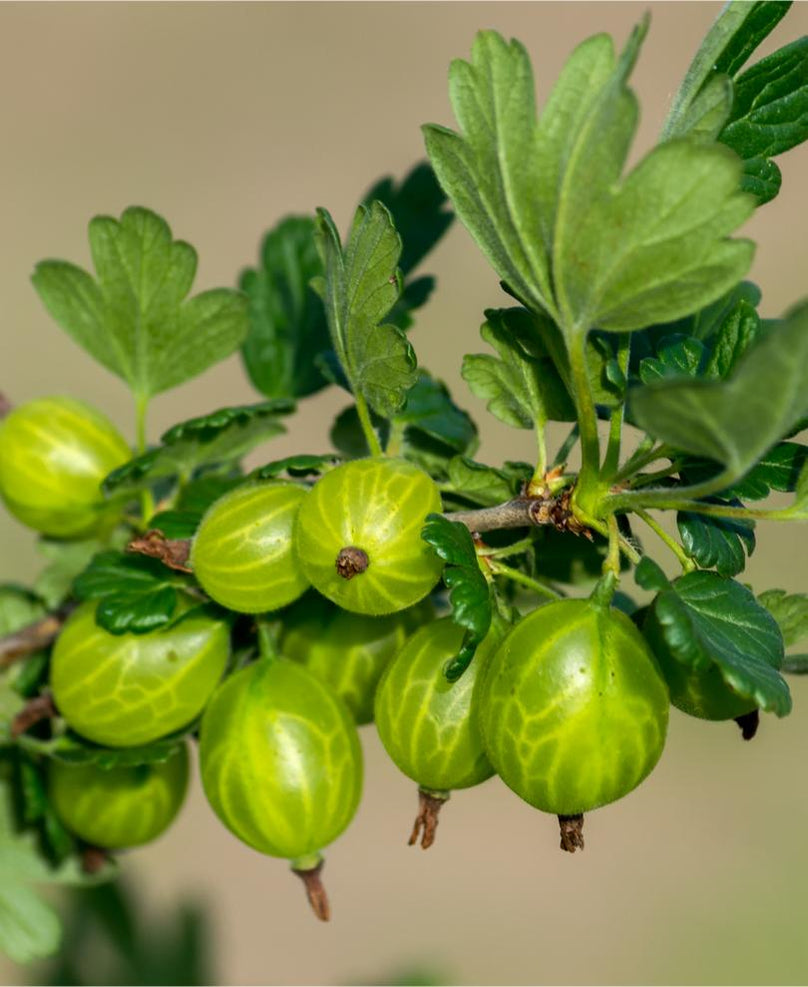Invicta Gooseberry — Raintree Nursery
