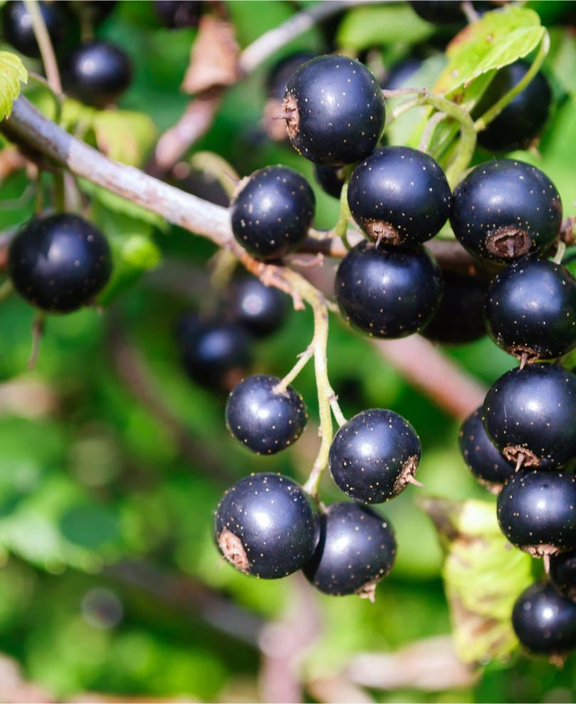 Black Currant Plants — Raintree Nursery