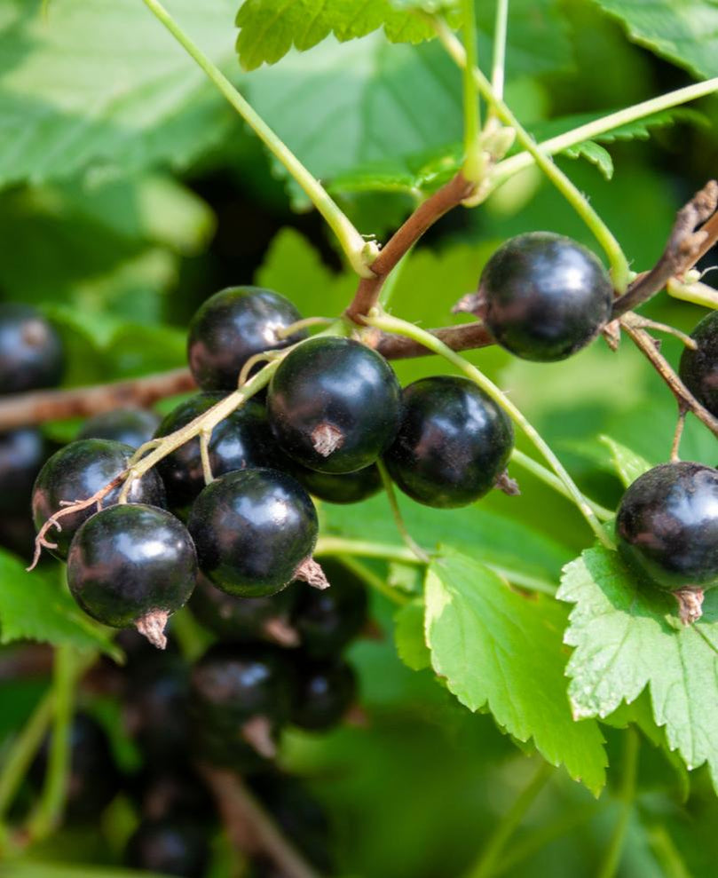 Currant Plants For Sale from Raintree Nursery
