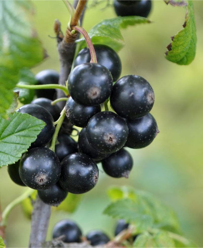 Currant Plants For Sale from Raintree Nursery
