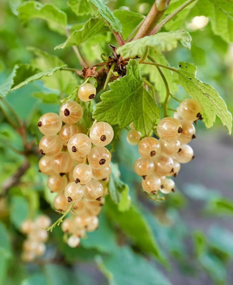 Currant Plants For Sale from Raintree Nursery