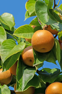 Combination Asian Pear (3 Varieties)