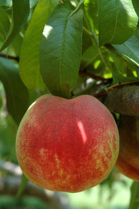 Necta Zee Nectarine — Raintree Nursery