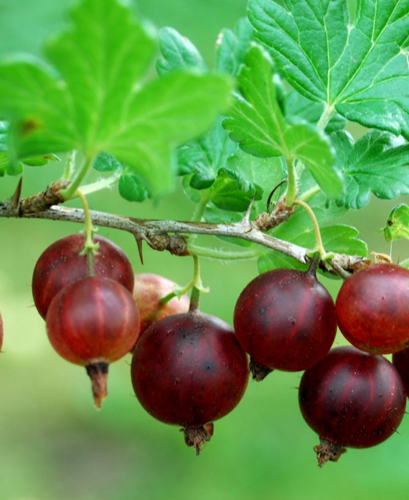 Black Velvet Gooseberry — Raintree Nursery