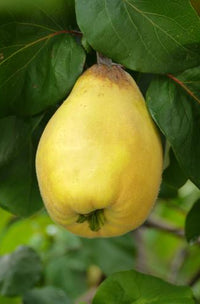 Van Deman Quince