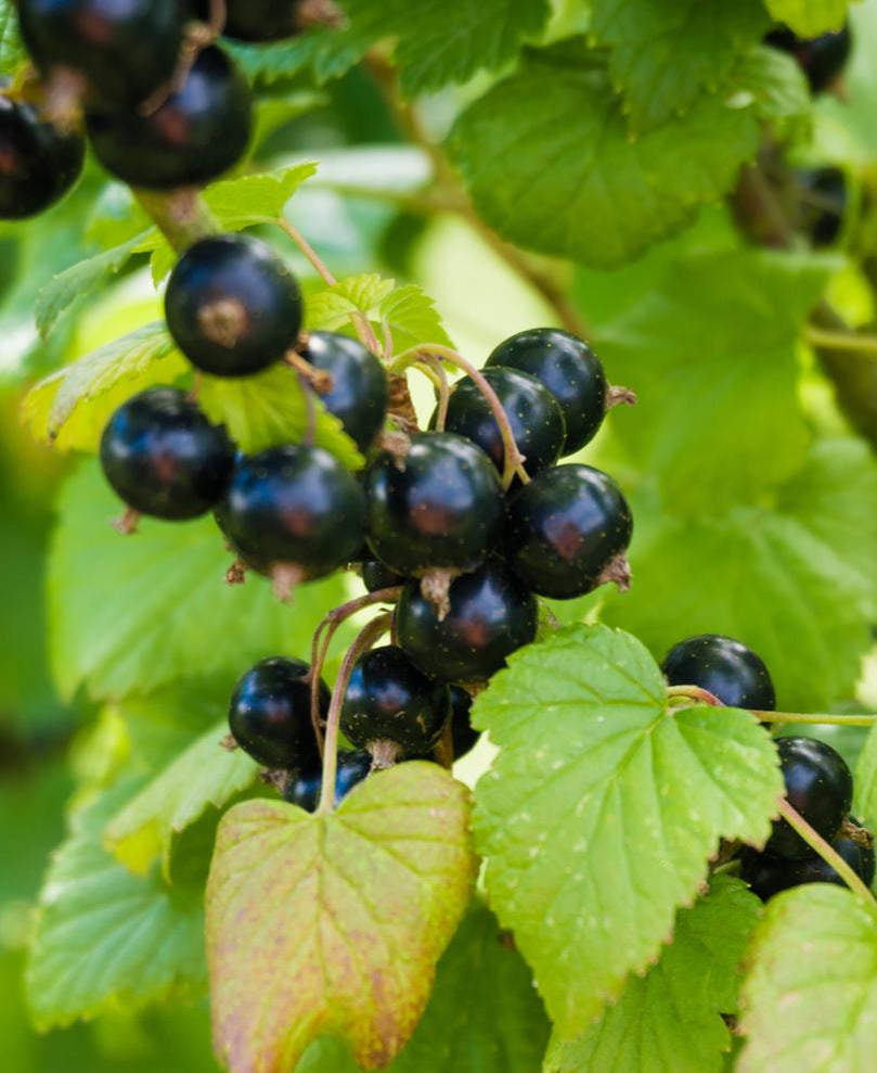Currant Plants For Sale from Raintree Nursery