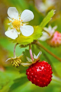 Profumata Musk Strawberry — Raintree Nursery