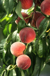 El Dorado Peach - Miniature