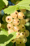 Primus White Currant — Raintree Nursery