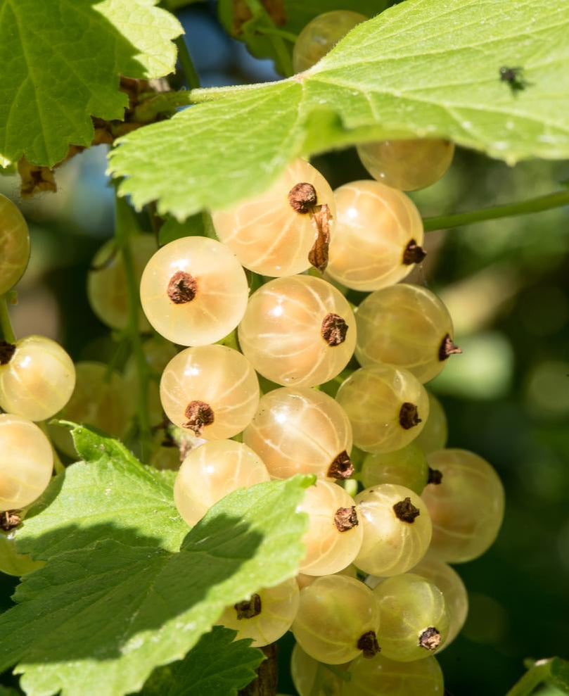 Currant Plants For Sale from Raintree Nursery