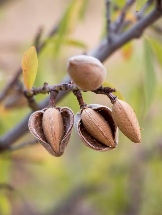 Nut Trees for Sale - Buy Nut Trees — Raintree Nursery