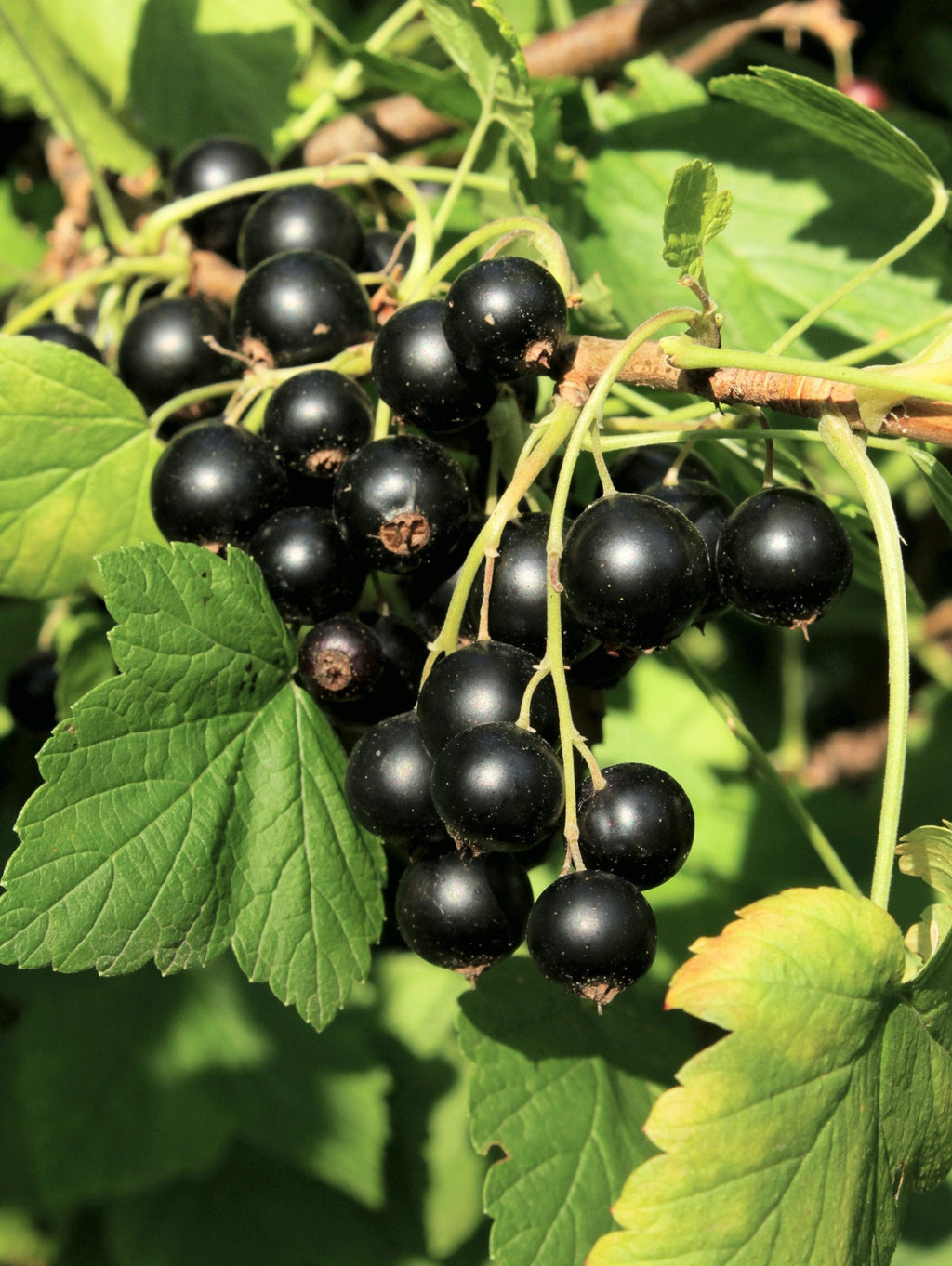 Black Currant Plants