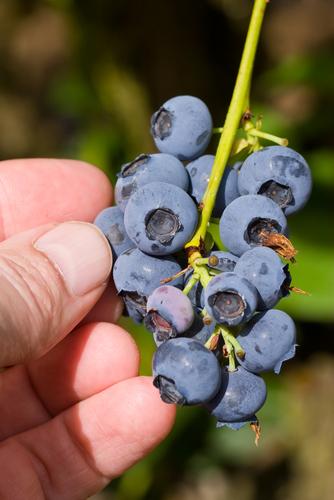 Northblue Blueberry — Raintree Nursery