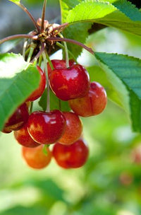 Kansas Sweet Cherry — Raintree Nursery