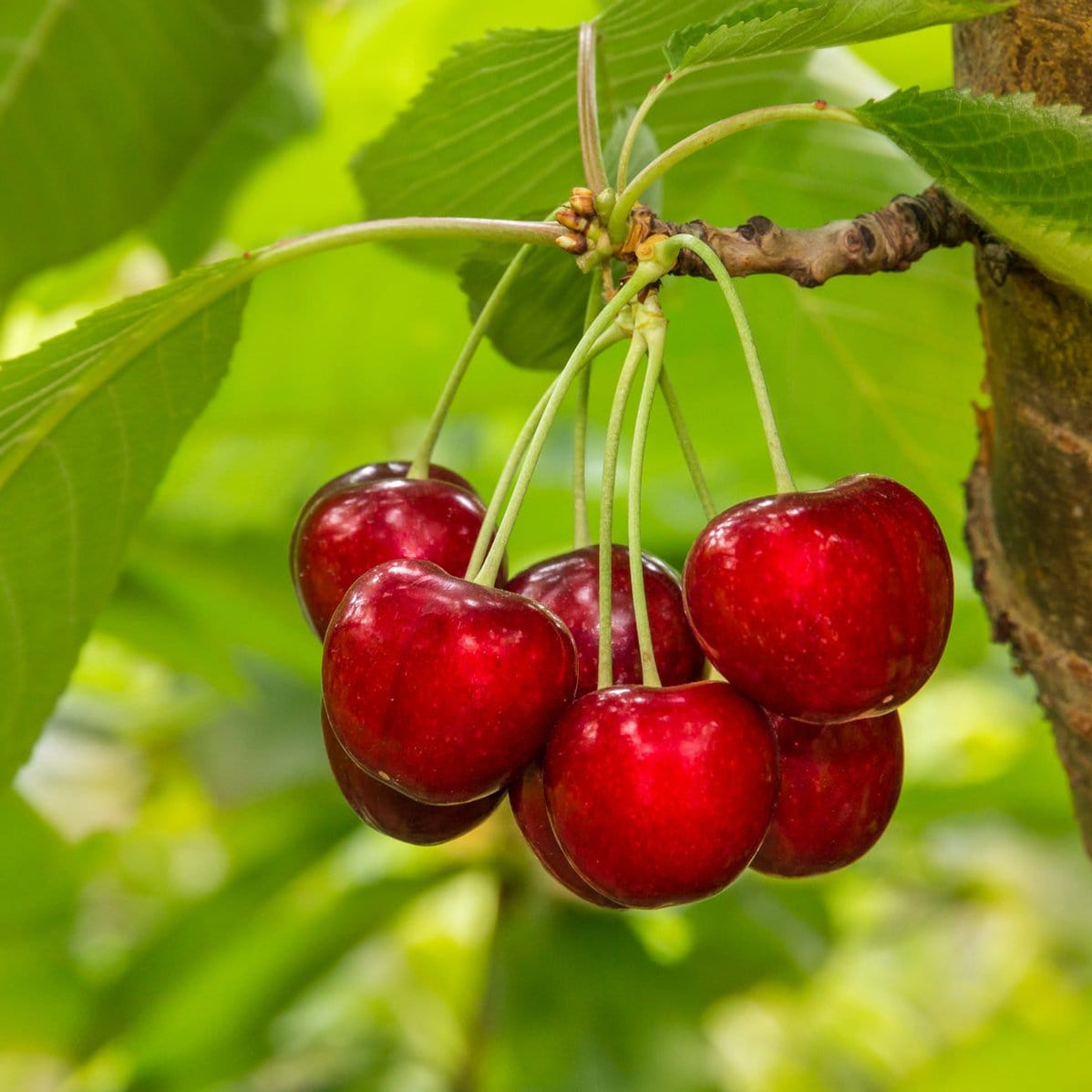 Cherry Trees to Buy | Grow Delicious Fruits | Raintree Nursery