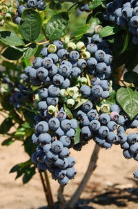 Bluecrop Blueberry — Raintree Nursery
