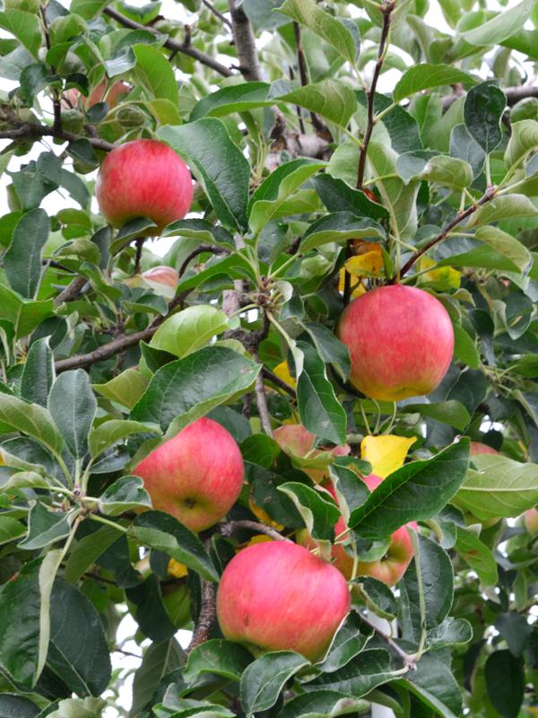 Foxwhelp Cider Apple — Raintree Nursery