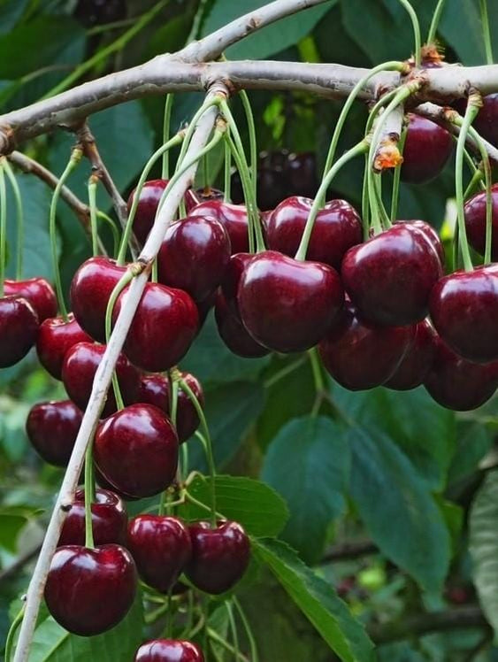 Order Fruit Trees Online | Fruit Trees For Sale Online