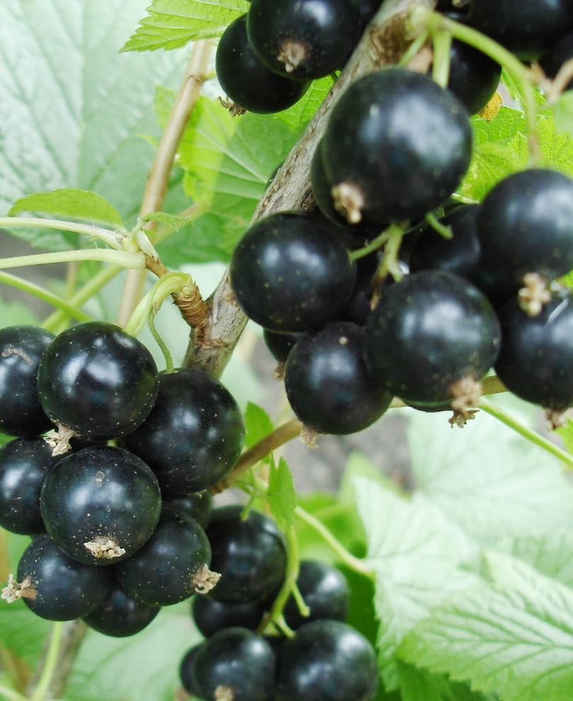 Black Currant Plants — Raintree Nursery