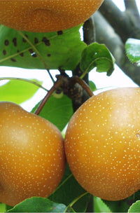 Chojuro Asian Pear — Raintree Nursery