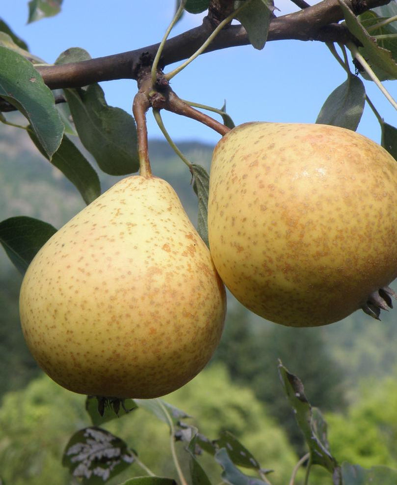 Hendre Huffcapp European Perry Pear — Raintree Nursery