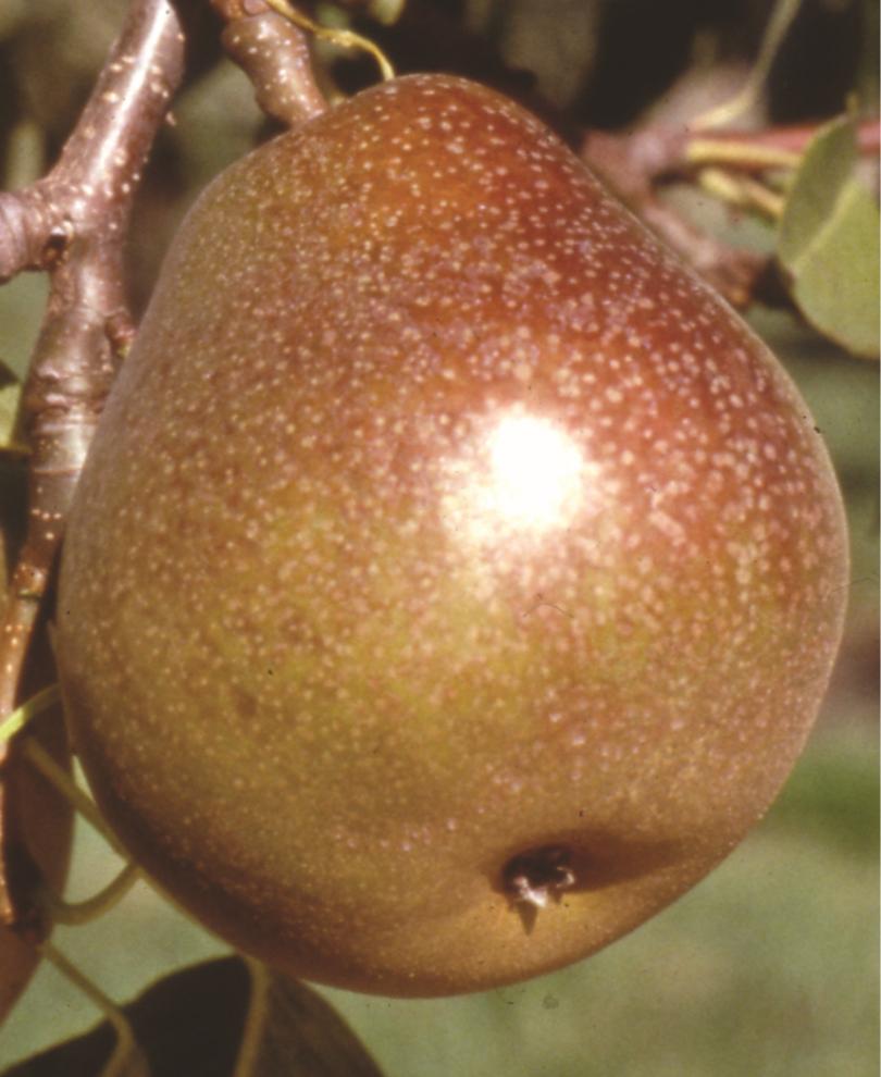 Honey Sweet European Pear — Raintree Nursery