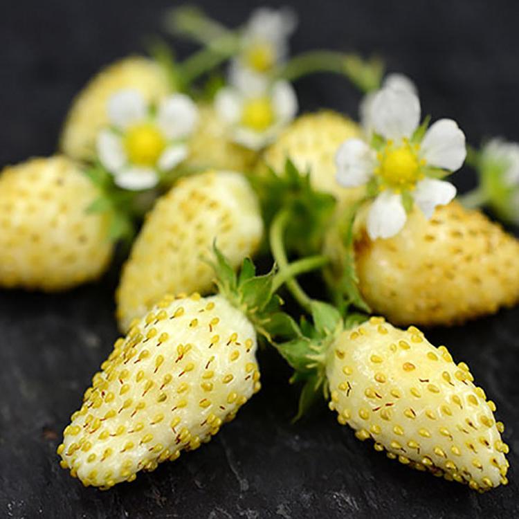 Yellow Alpine Strawberry — Raintree Nursery