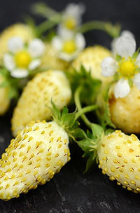Yellow Alpine Strawberry — Raintree Nursery